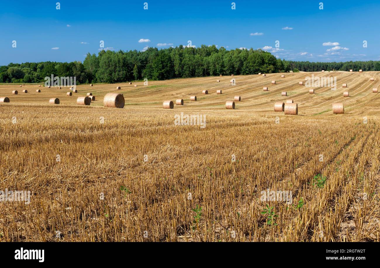 agricultural field on which there are stacks after the harvest of wheat ...
