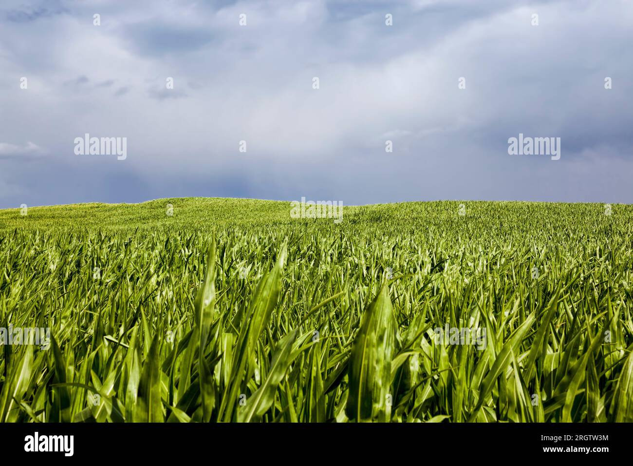 agricultural activity related to the cultivation of sweet corn, farming ...