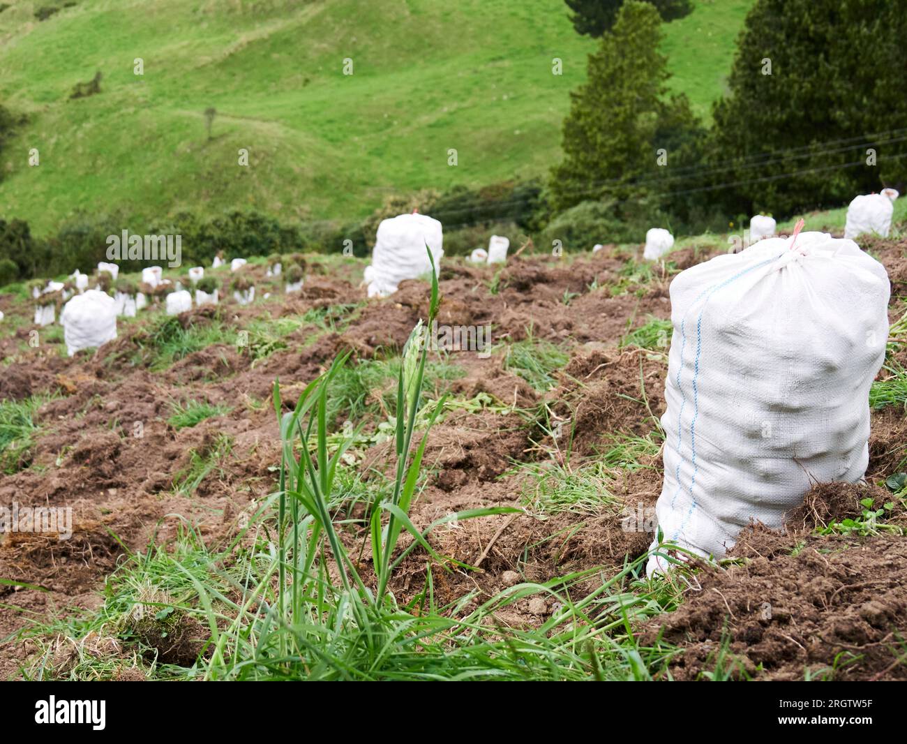 Rural agriculture look potato farm hi-res stock photography and images ...