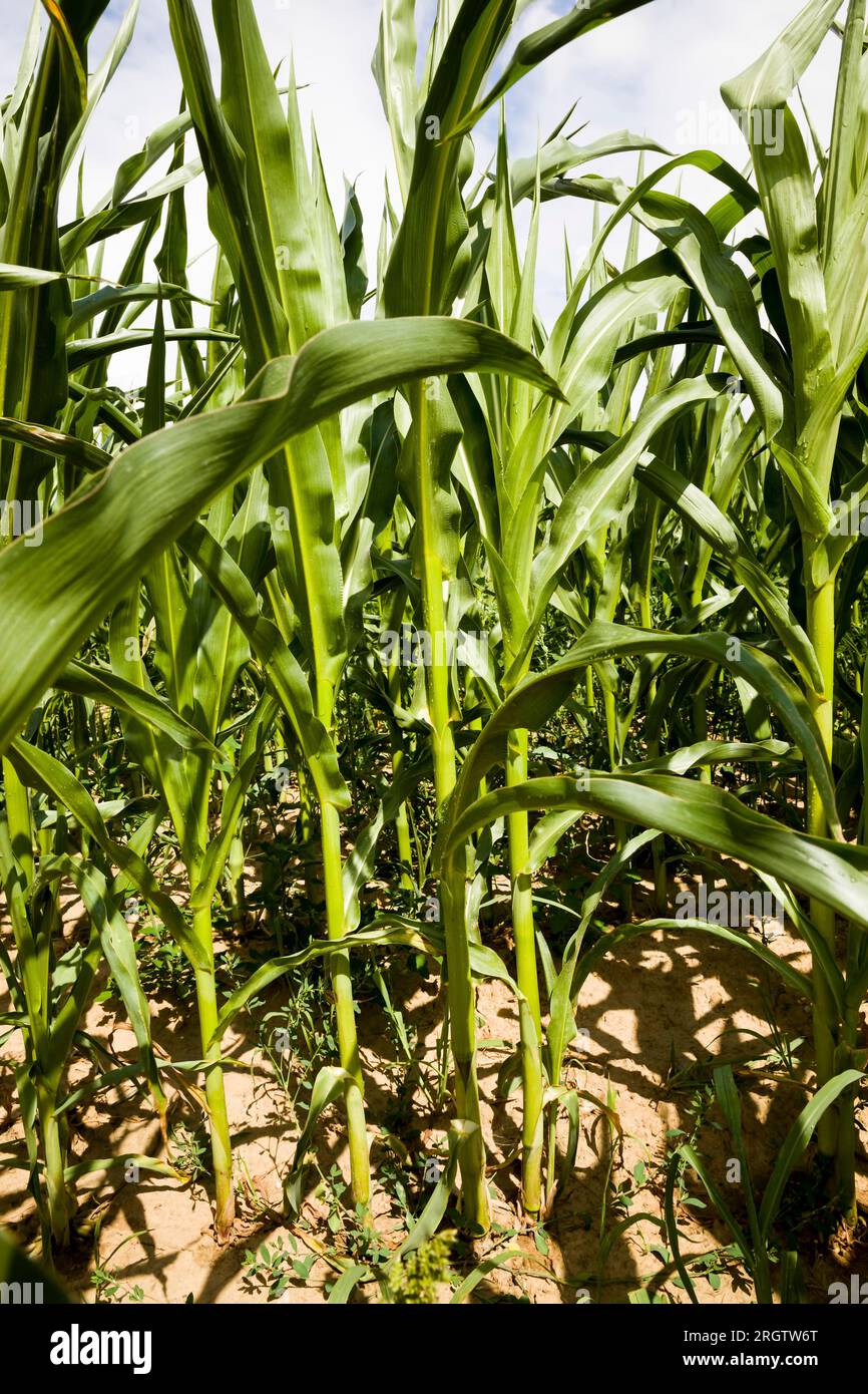 agricultural activities related to the cultivation of sweet corn ...
