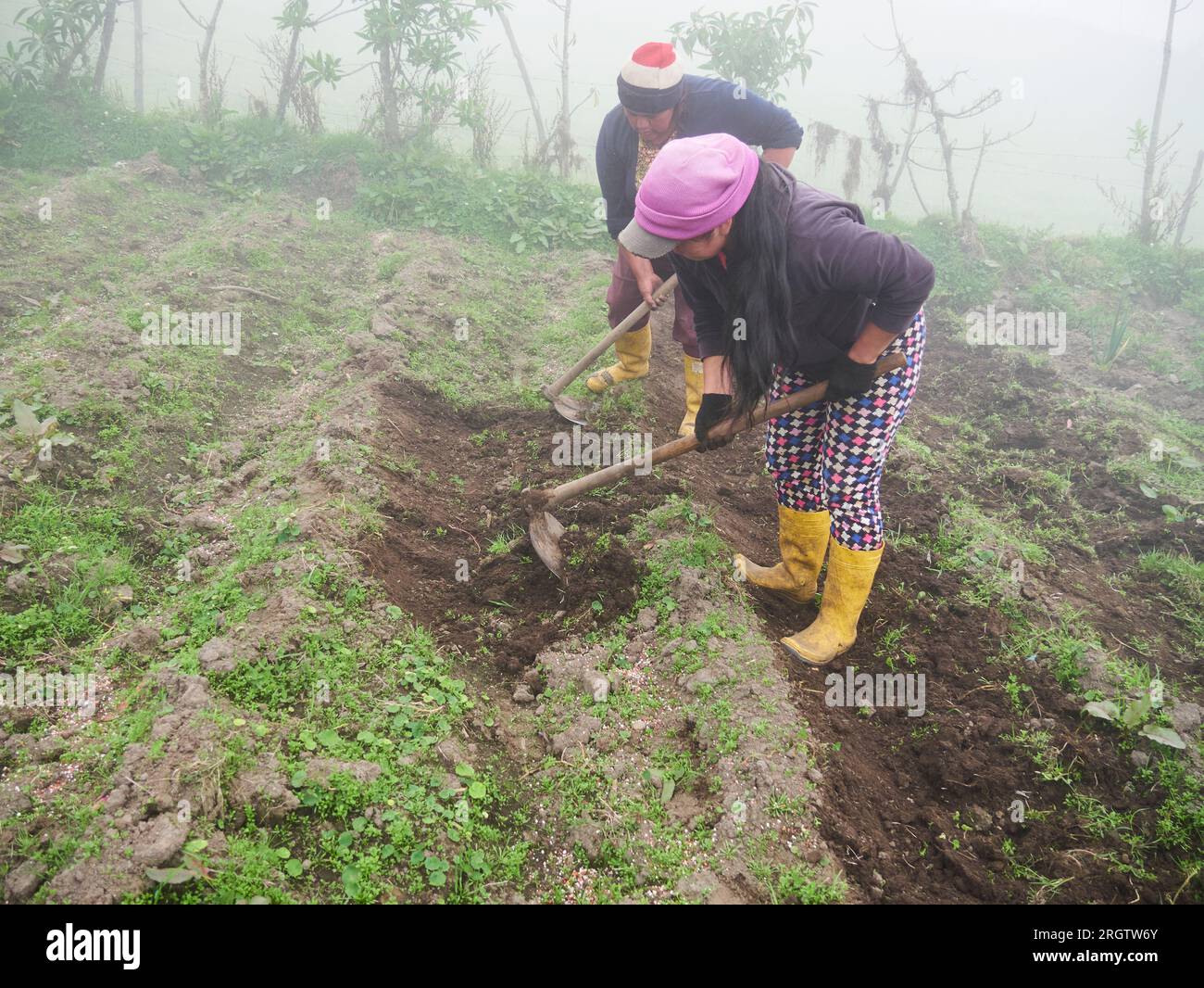 Rural Agriculture: A Look at the vegetables Farm Industry Stock Photo ...