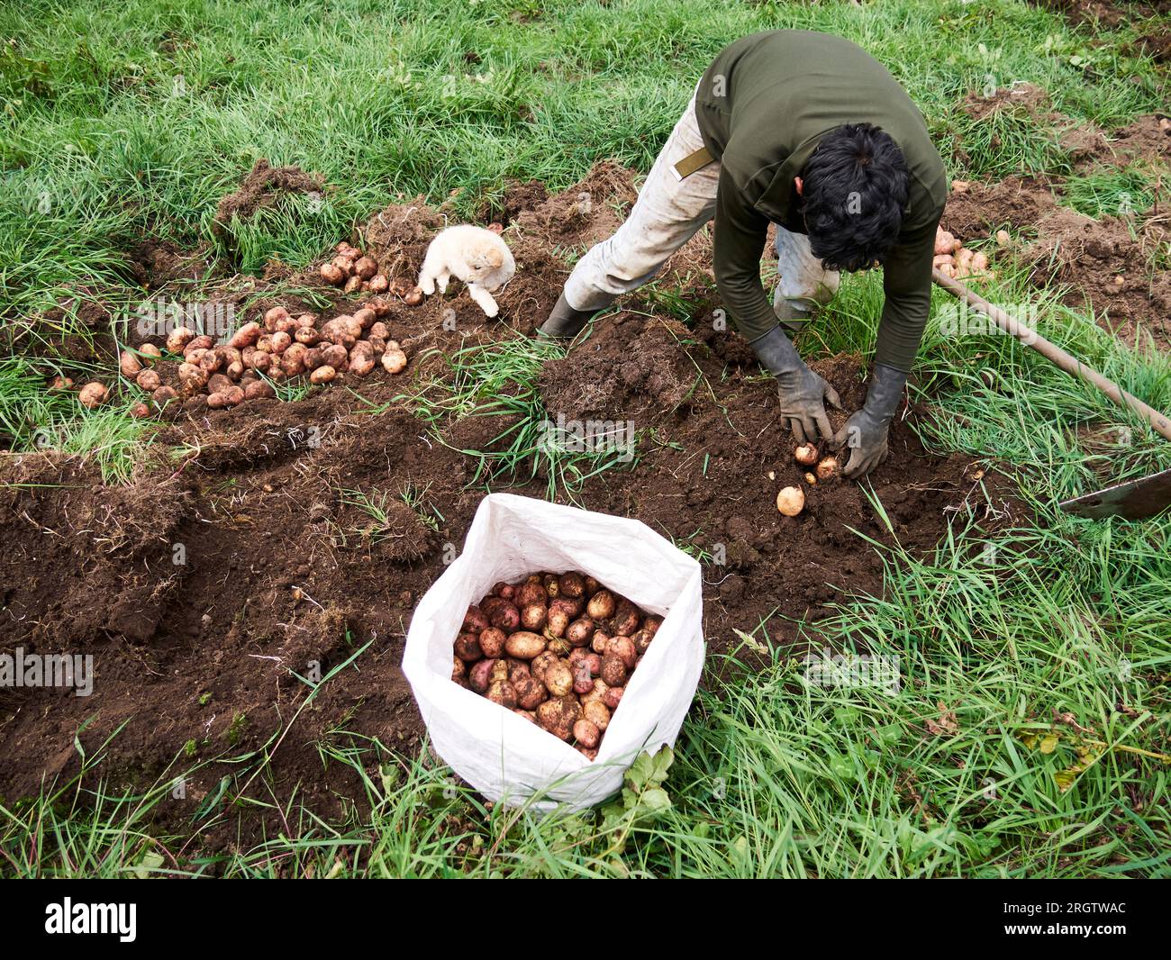 Rural Agriculture: A Look at the Potato Farm Industry Stock Photo - Alamy