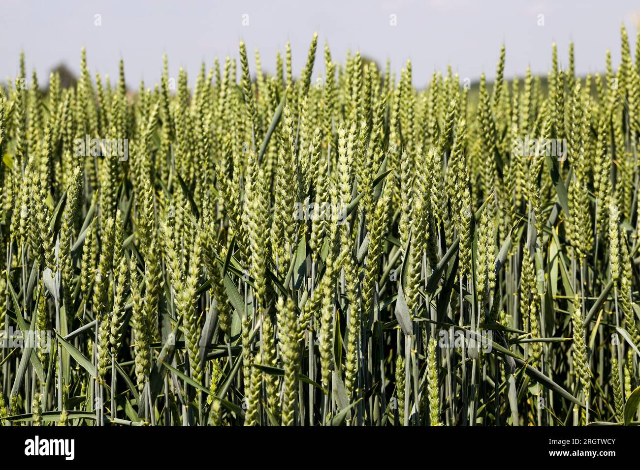 activity agriculture for the cultivation of cereals for the production ...