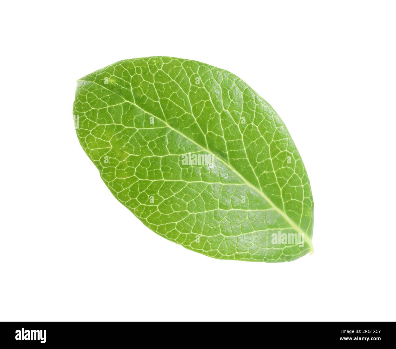 One green blueberry leaf isolated on white Stock Photo - Alamy