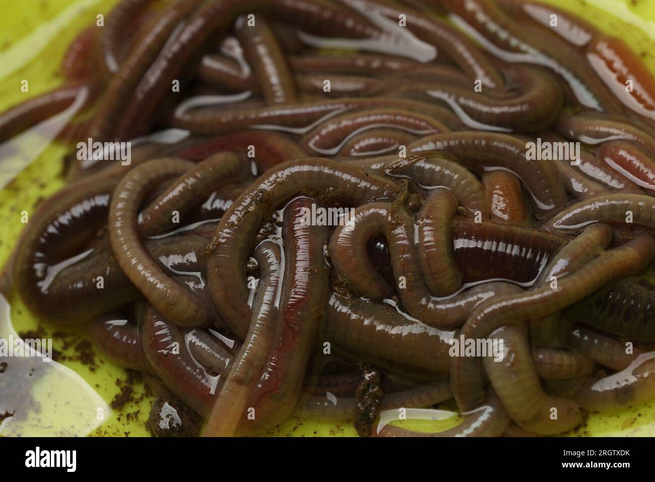 Many earthworms with water in light green dish, closeup. Terrestrial ...