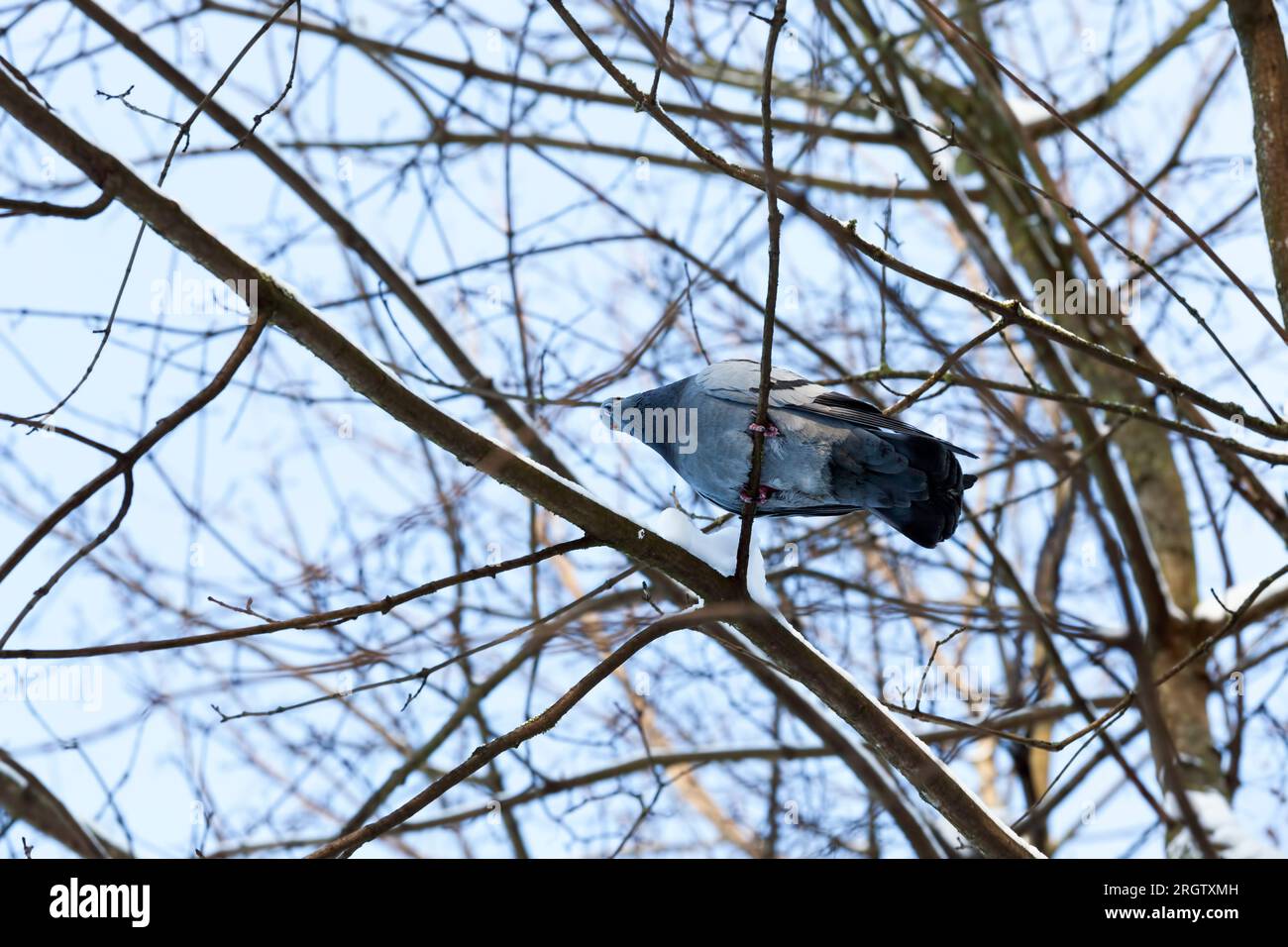 Pigeon wintering in park hi-res stock photography and images - Alamy