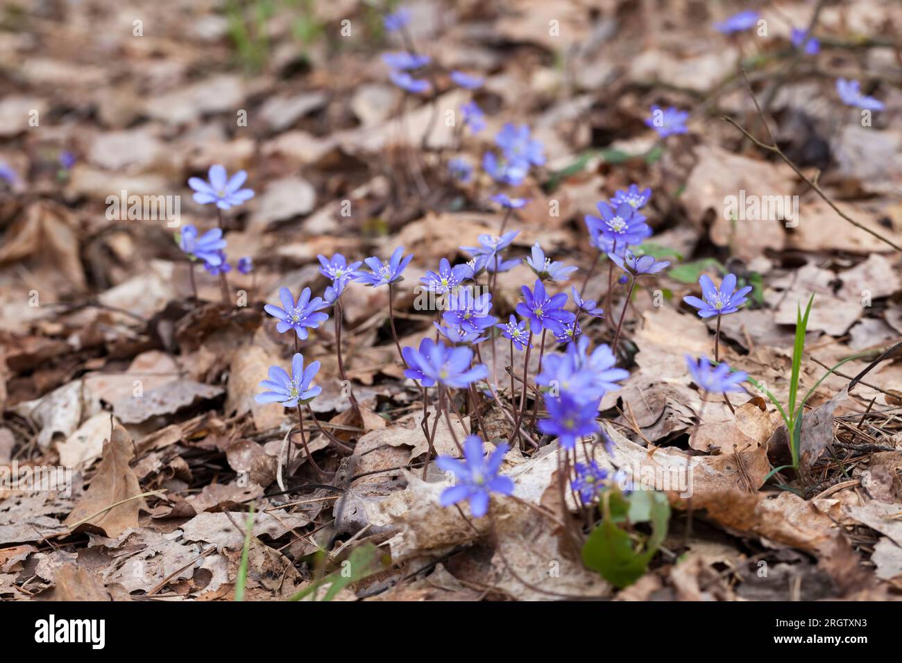 the first blue forest flowers in the spring season, forest plants in ...