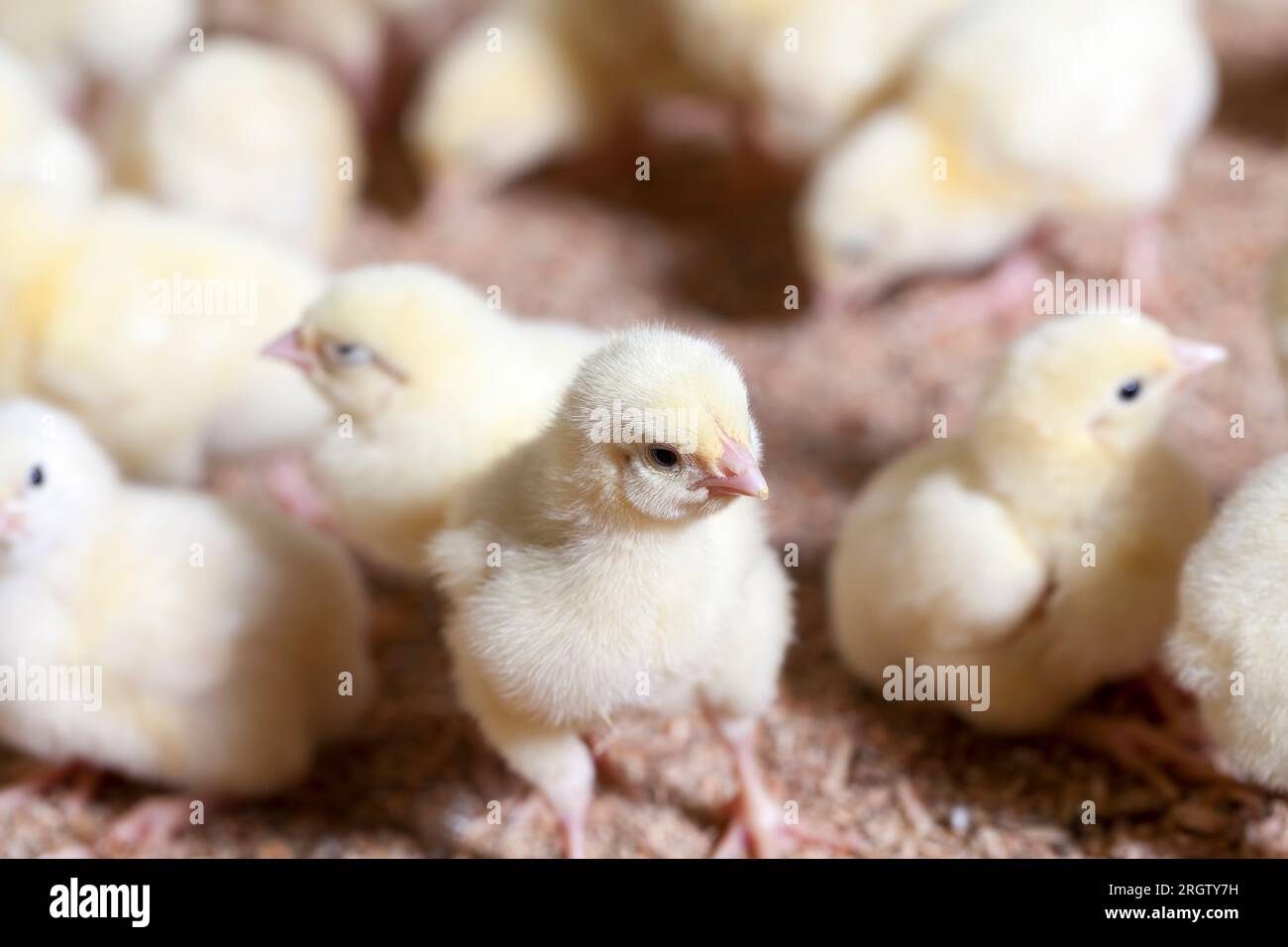genetically enhanced white chicken chicks at a poultry farm where ...