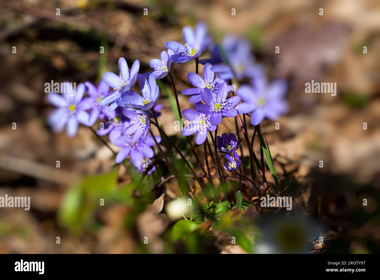 forest plants in the spring in the forest, the first blue forest ...