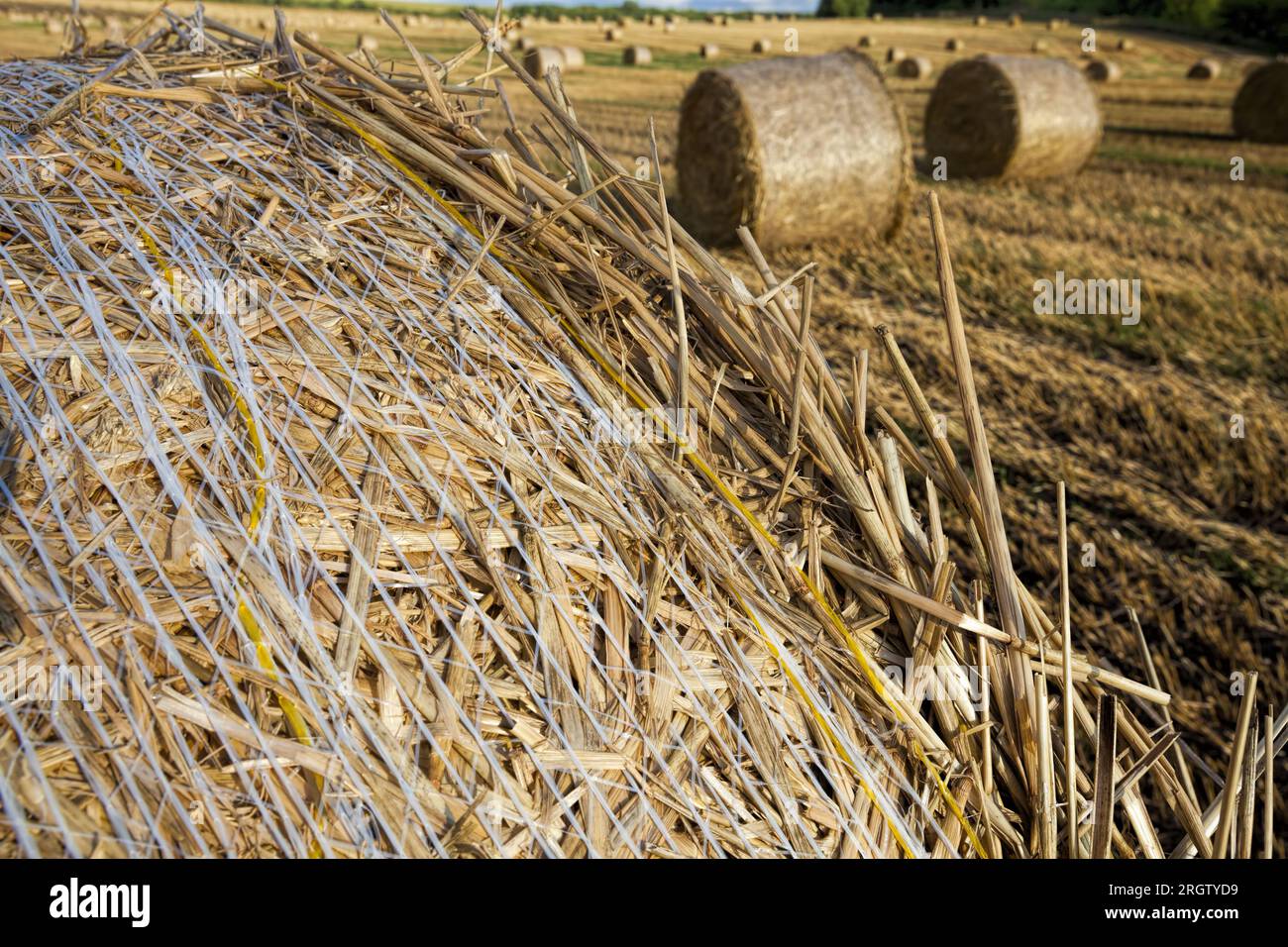 stubble and straw stacks remaining after harvest crops on agricultural ...