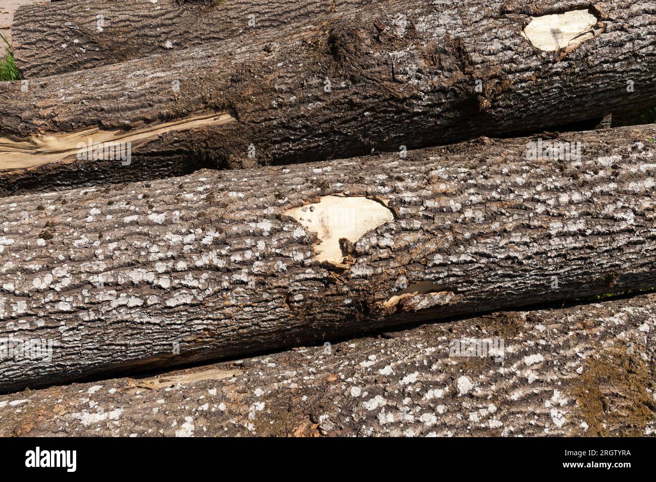 logs of coniferous pines stacked together during wood harvesting, wood ...