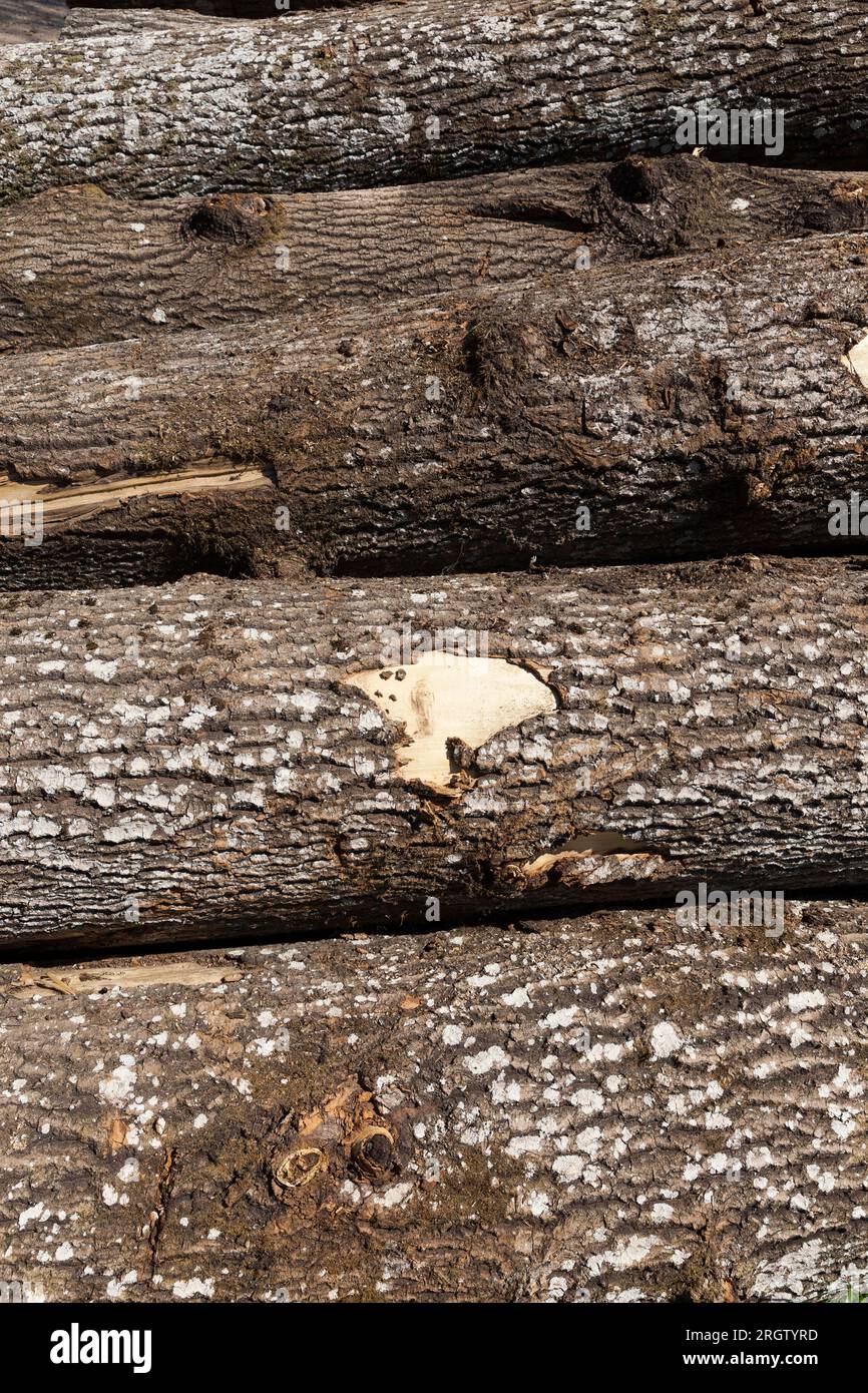 logs of coniferous pines stacked together during wood harvesting, wood ...
