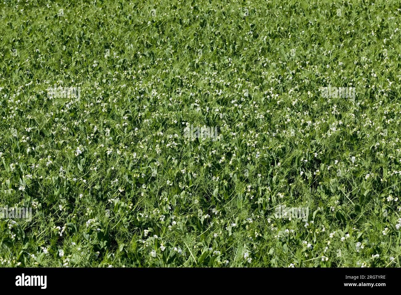 an agricultural field where green peas grow, pea plants during ...