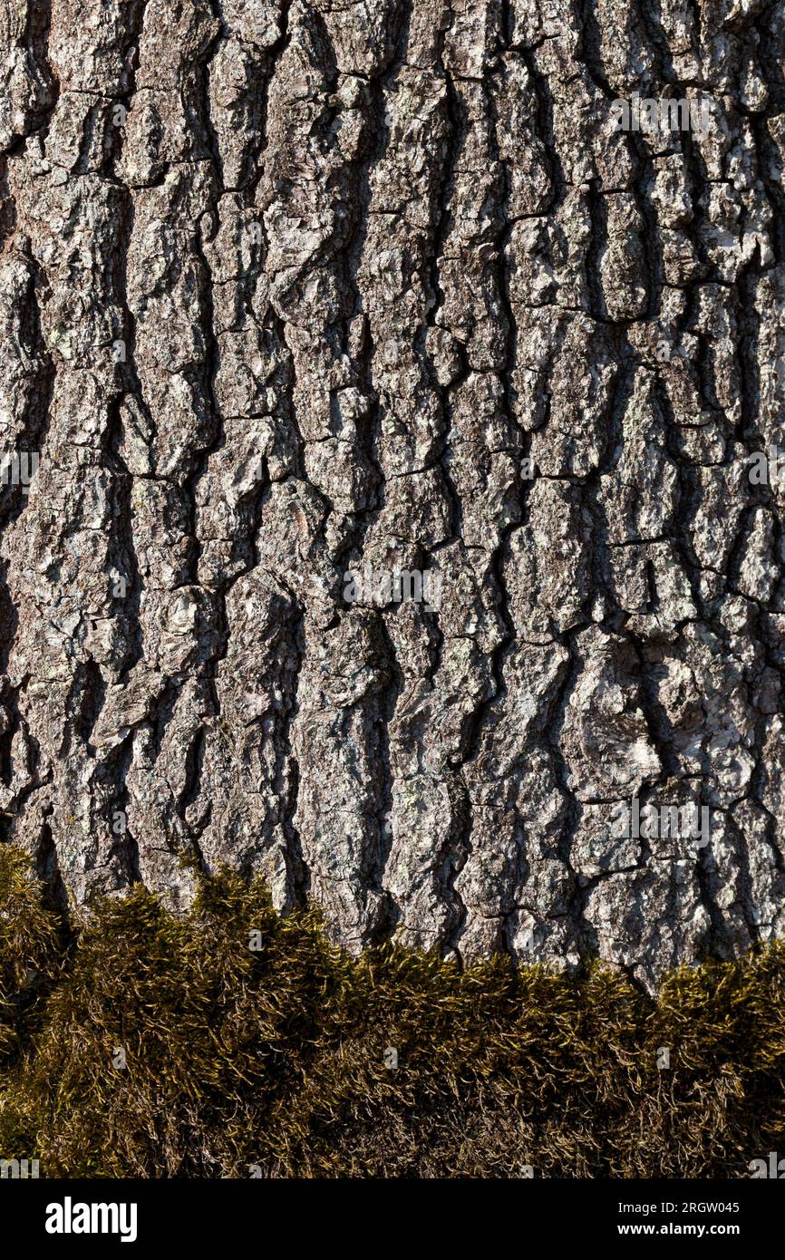the structure of the tree bark, to protect the wood from insects and ...