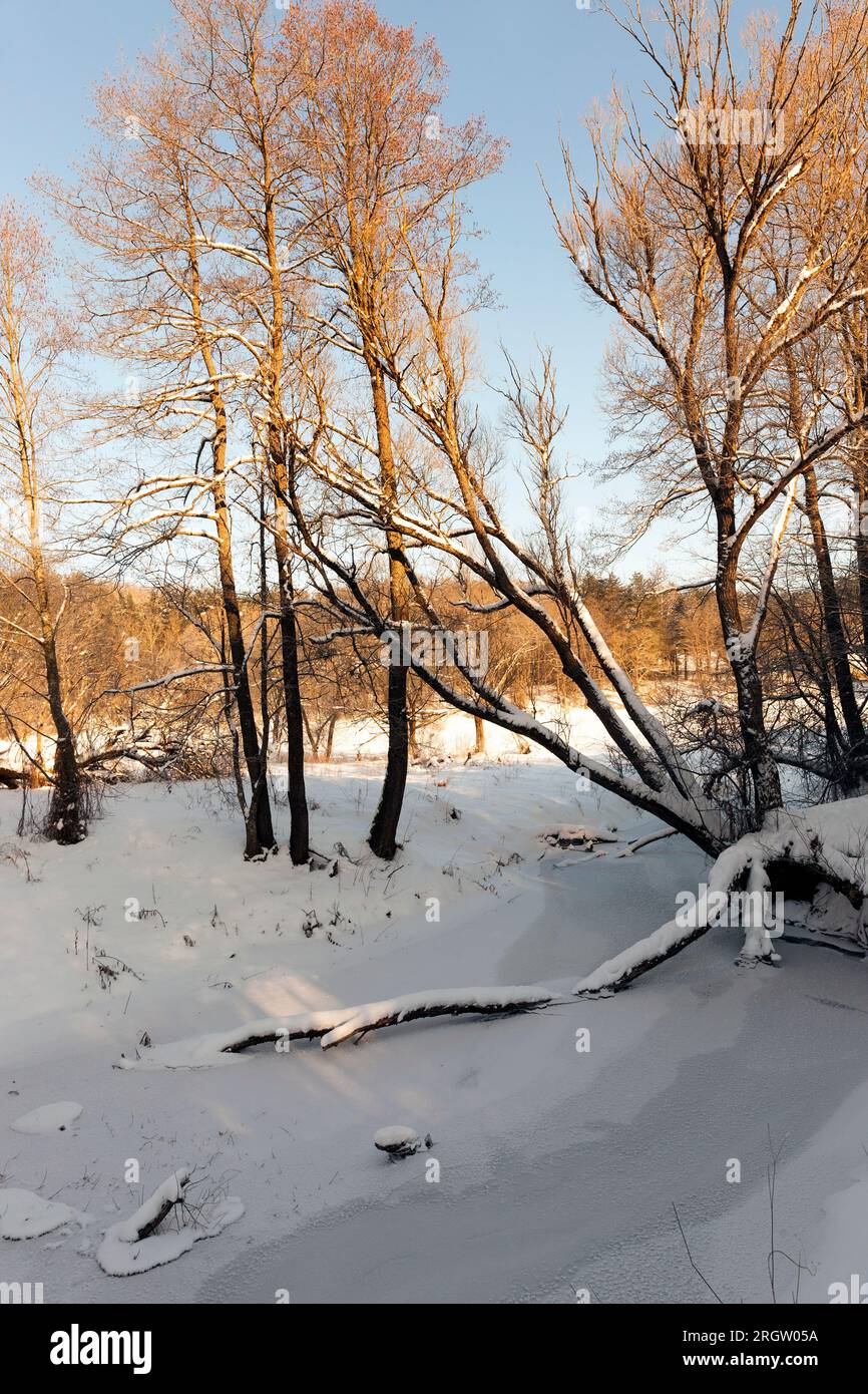 frozen water in the river during frosts, winter season with frosts ...