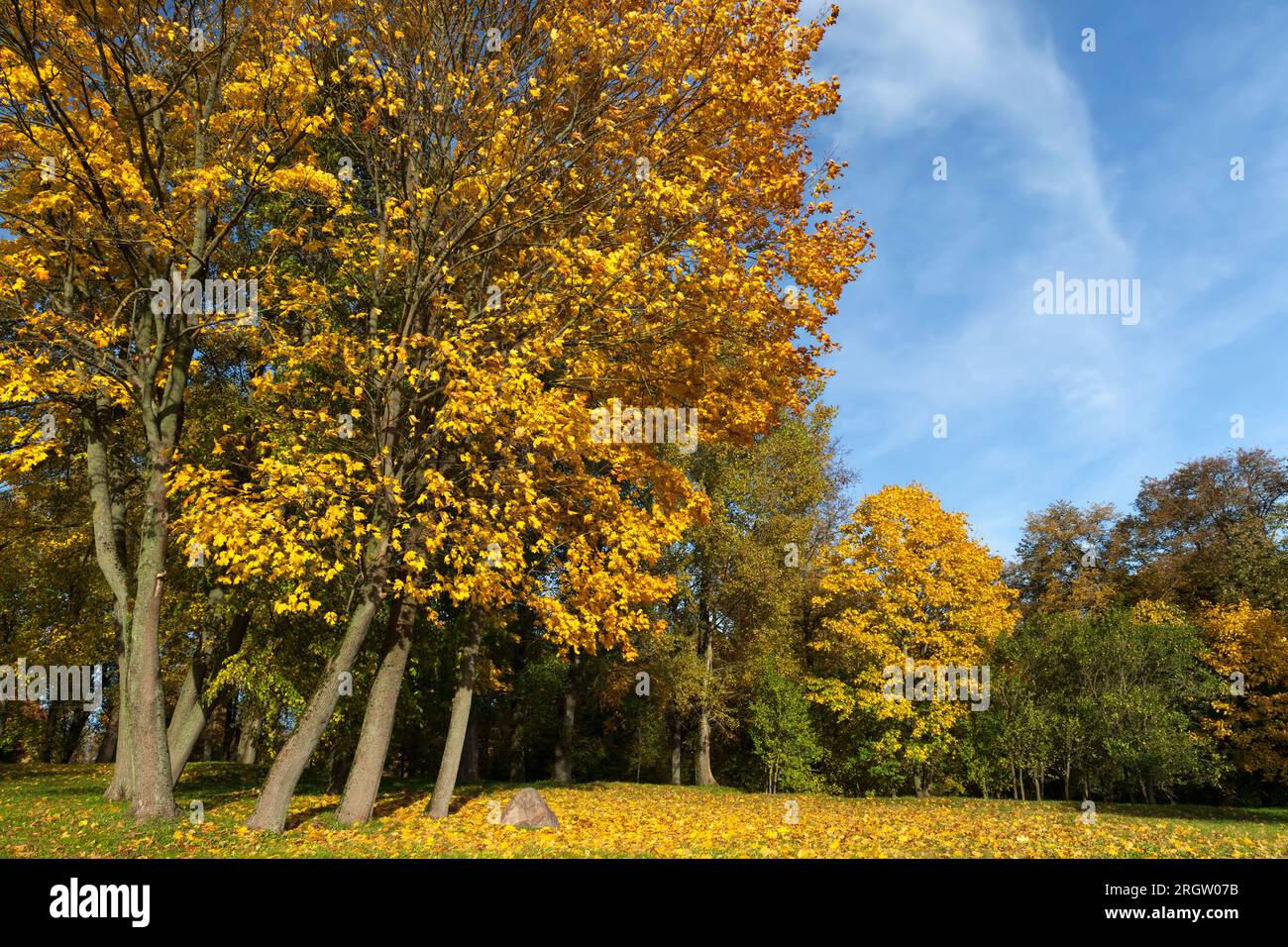 changing the color of maple in the autumn season, the foliage of the ...