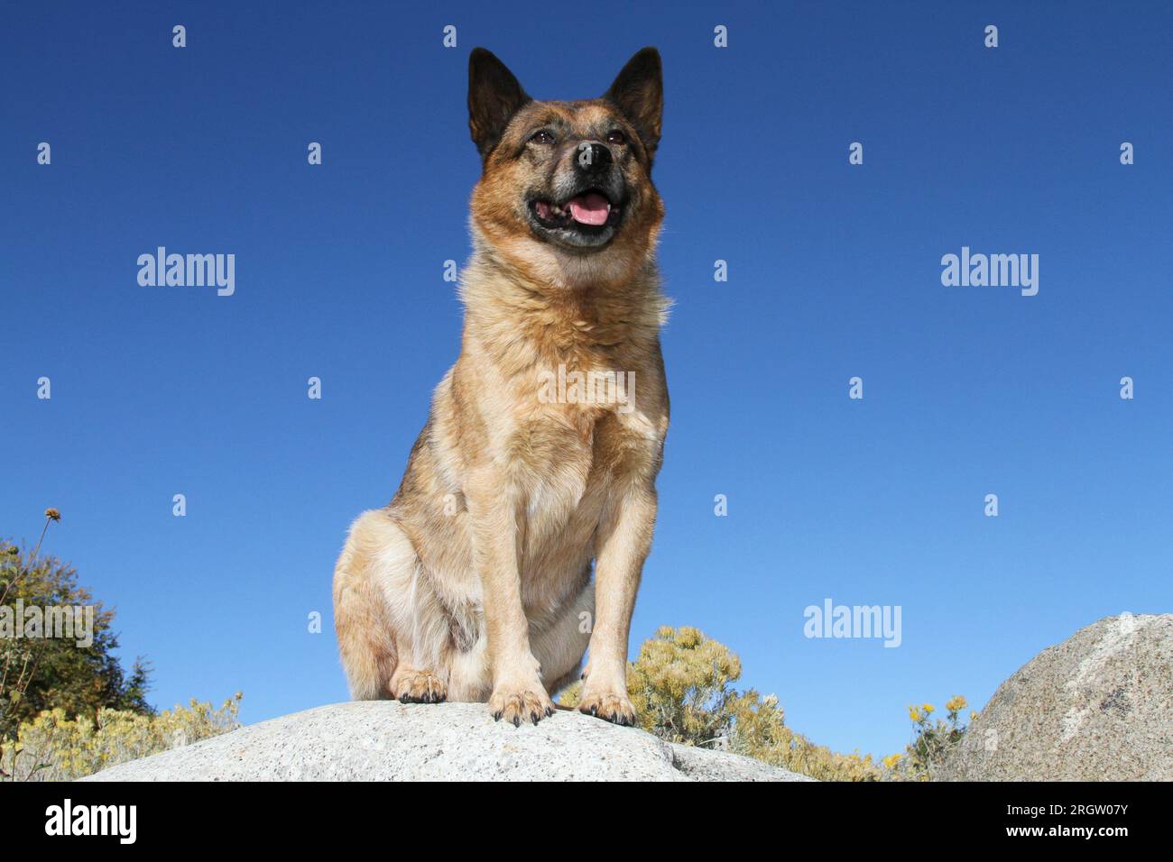 Australian Cattle Dog sitting on rock against blue sky Stock Photo - Alamy