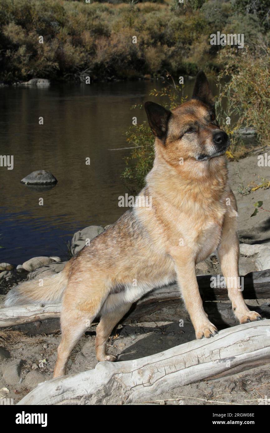 Australian Cattle Dog front paws on log on beach by river Stock Photo ...