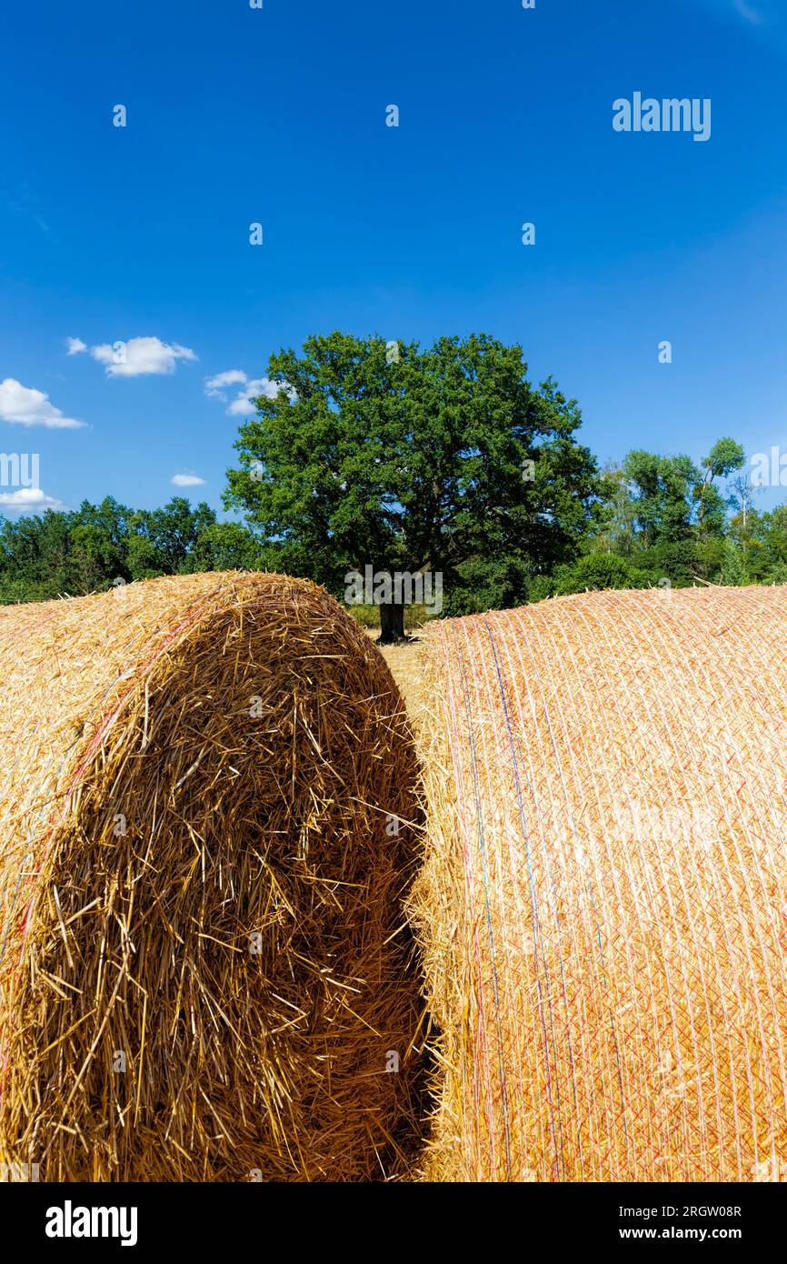 an agricultural field with an oak tree and haystacks after the wheat ...