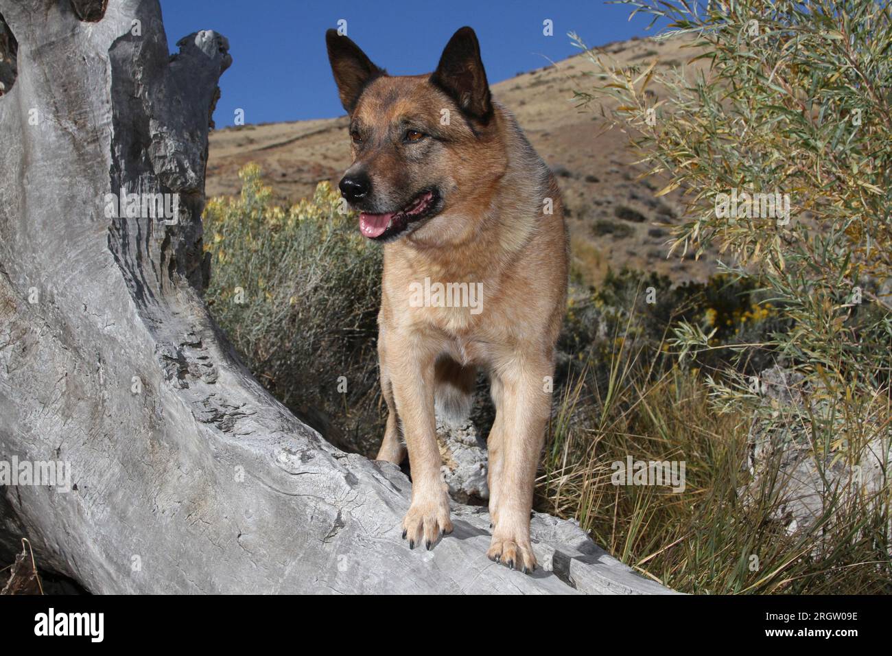 Australian Cattle Dog standng on a log. Blue skies, mountains, trees ...