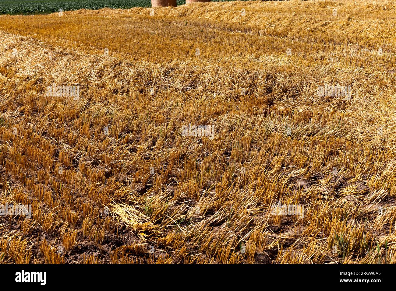 agricultural field where wheat straw is collected in stacks for use in ...