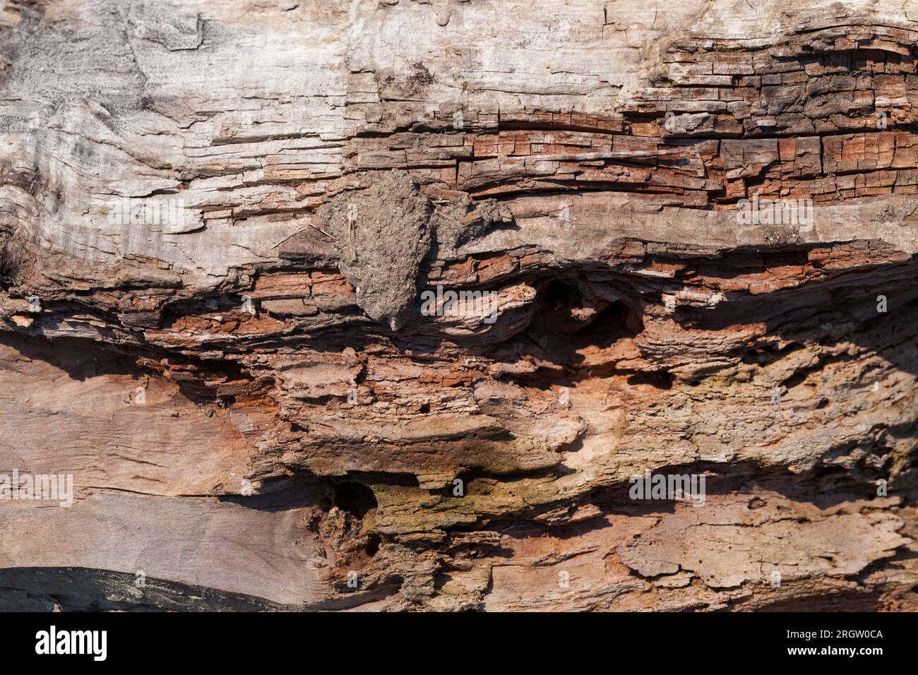 wood surface with its structure, details and features of wood Stock ...