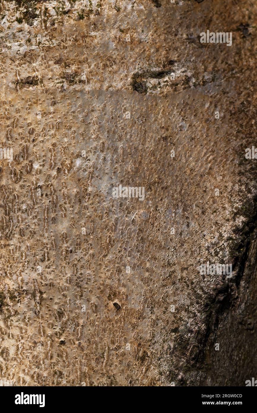 the structure of the tree bark, to protect the wood from insects and ...