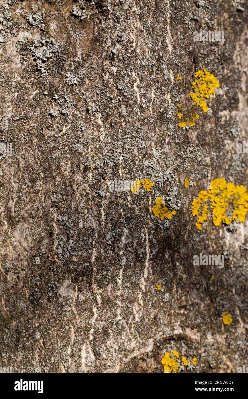 the structure of the tree bark, to protect the wood from insects and ...