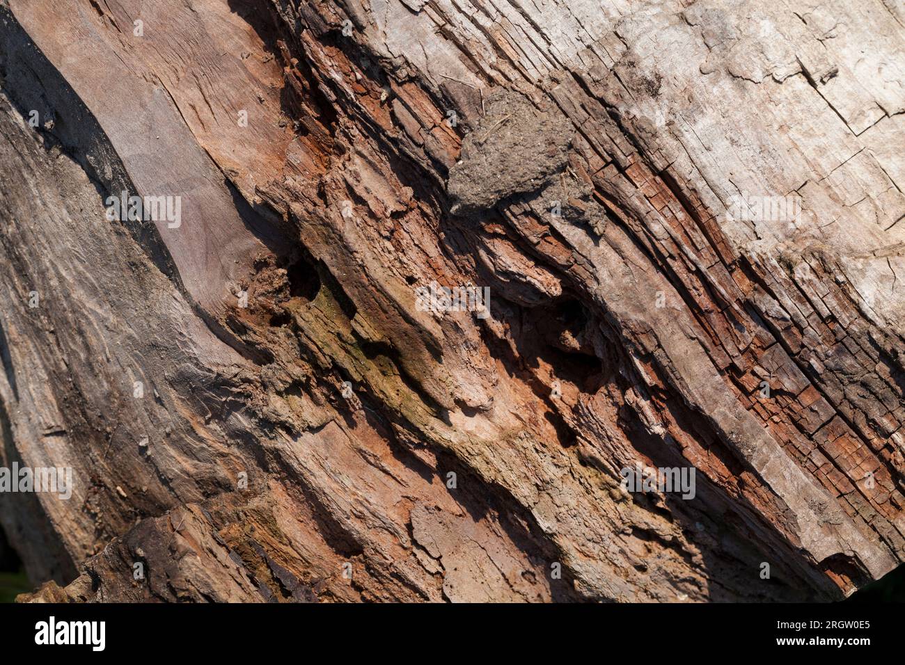 wood surface with its structure, details and features of wood Stock ...