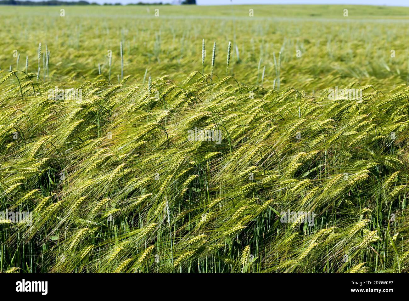 summer season rye plants in an agricultural field, rye field with green ...
