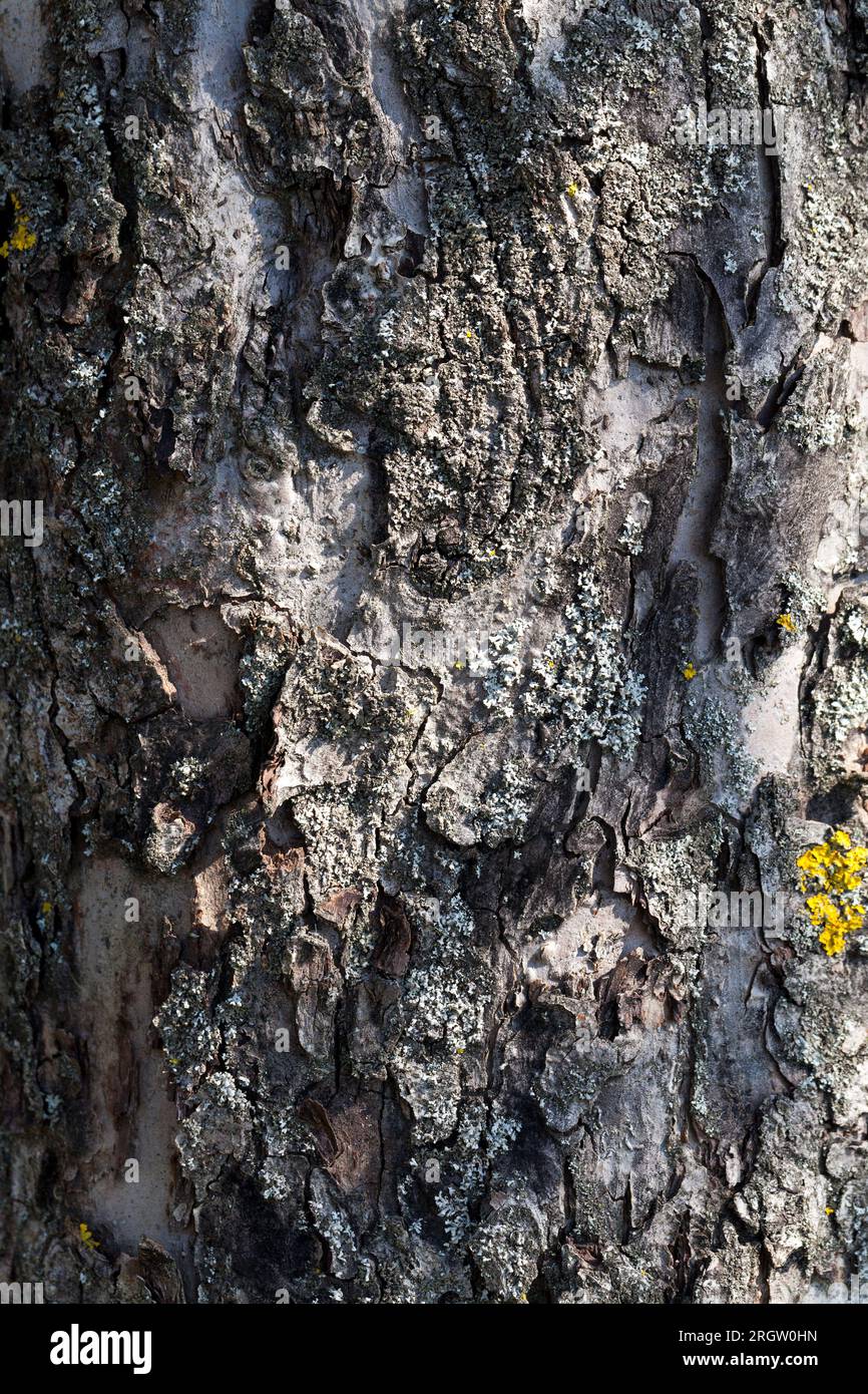 the structure of the tree bark, to protect the wood from insects and ...
