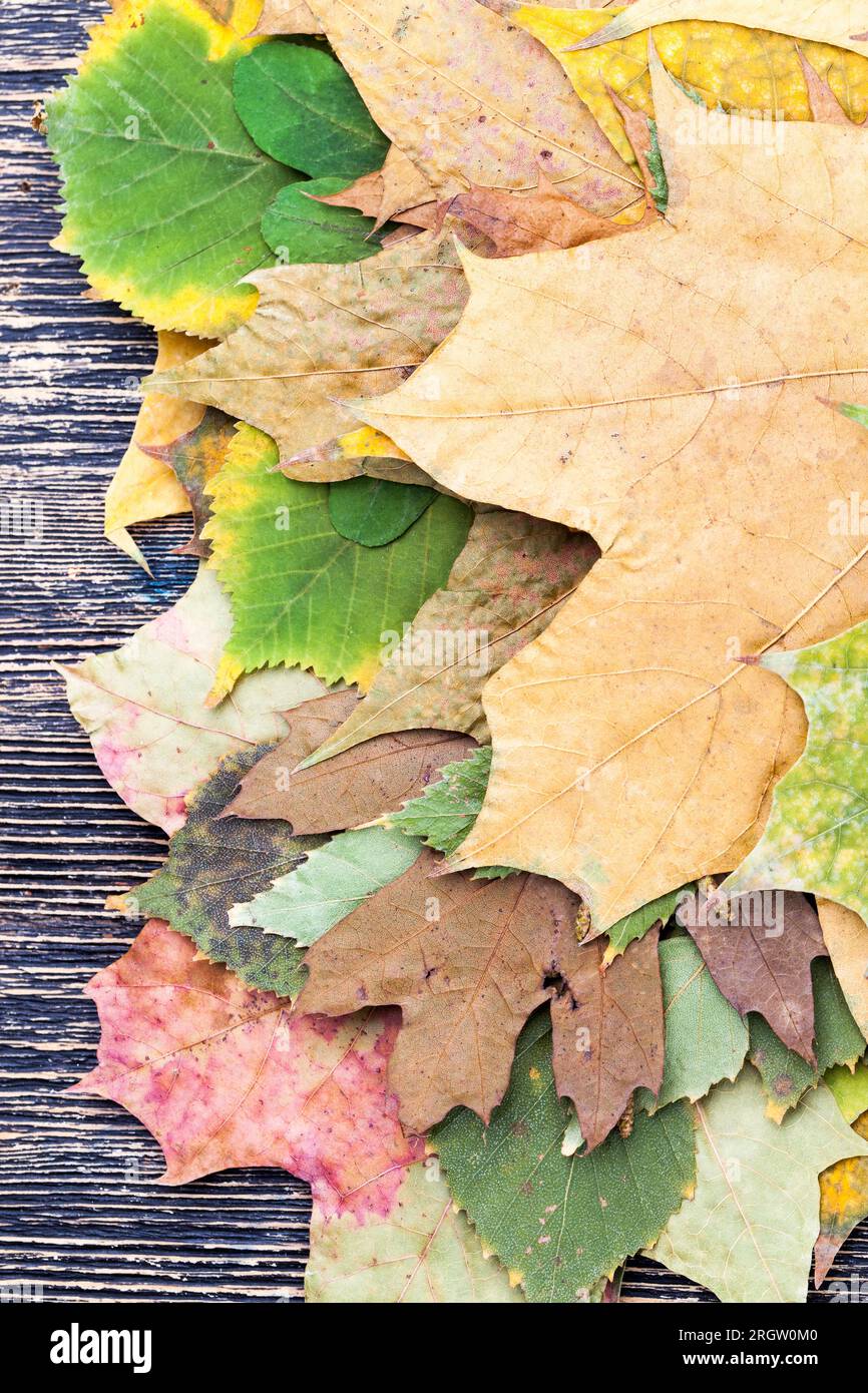 dry tree leaves, stacked together tree foliage dried for storage and ...