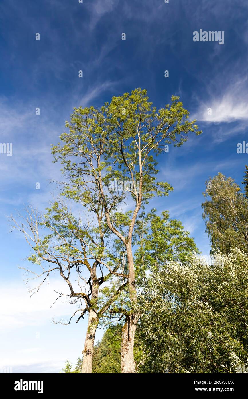 Lone oak tree stands hi-res stock photography and images - Alamy
