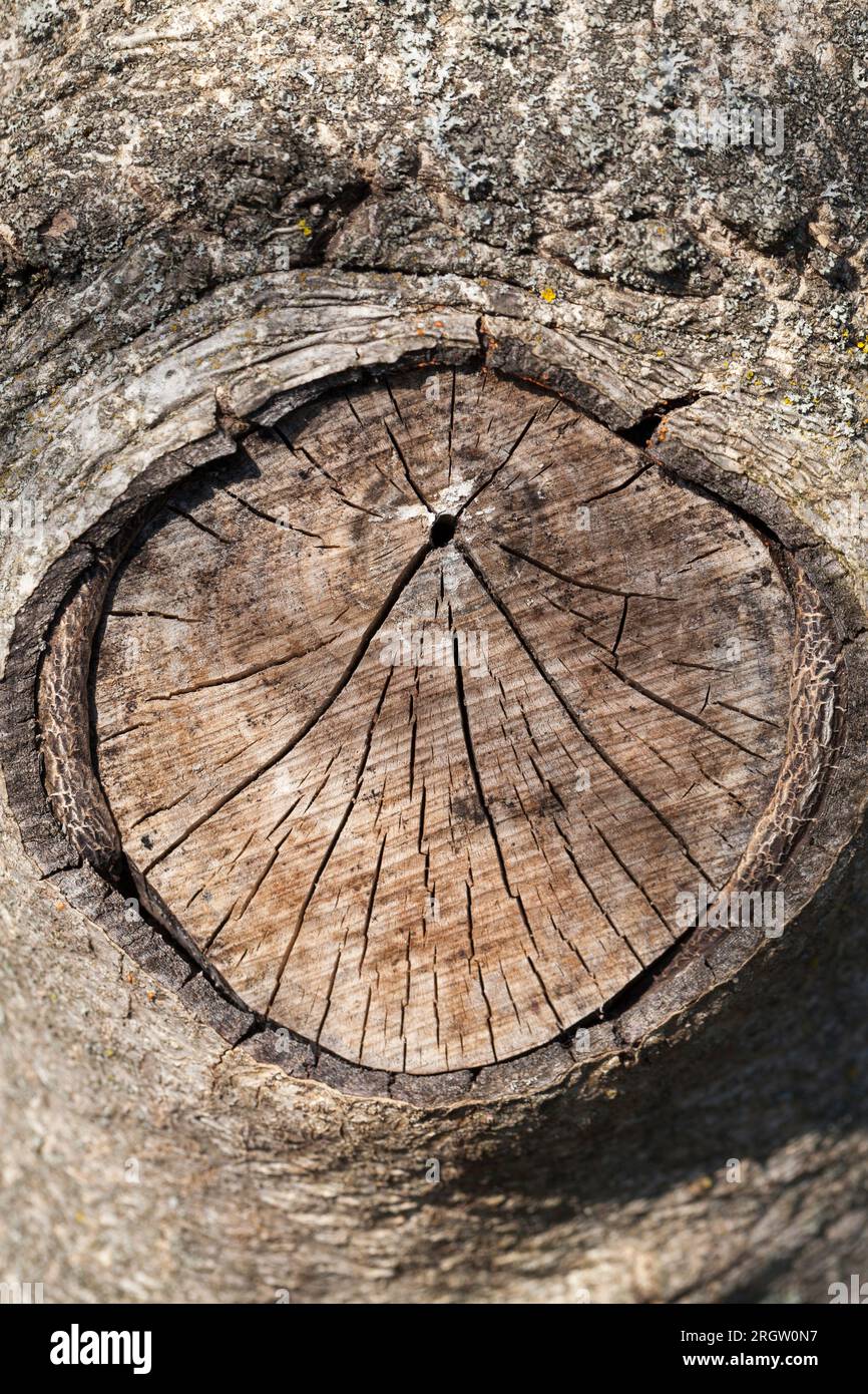 tree trunk parts with bark for protection Stock Photo - Alamy