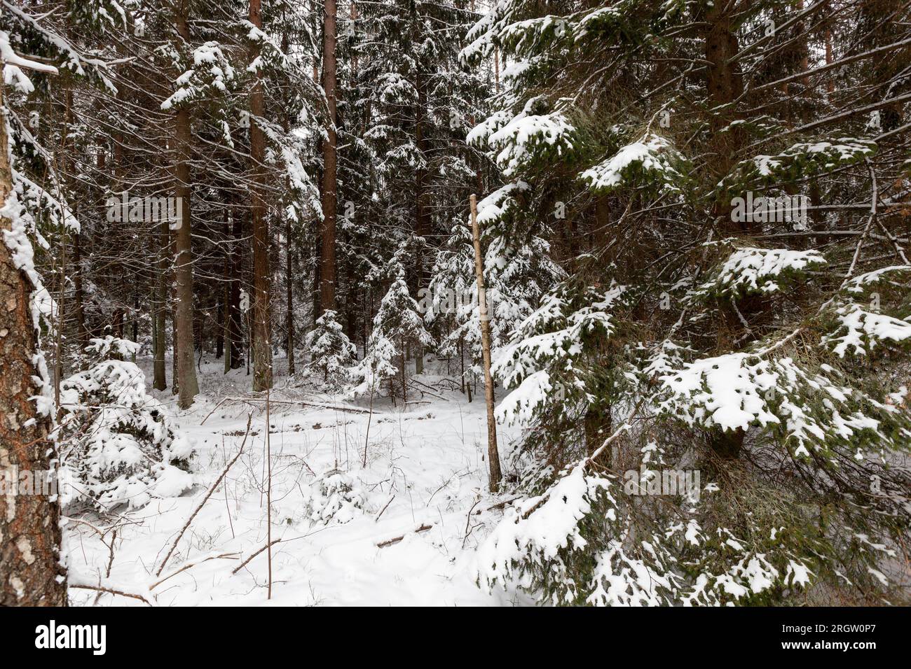 frosty winter after snowfall with long pines or firs, winter weather in ...