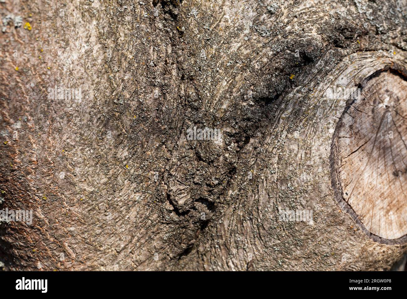 the structure of the tree bark, to protect the wood from insects and ...
