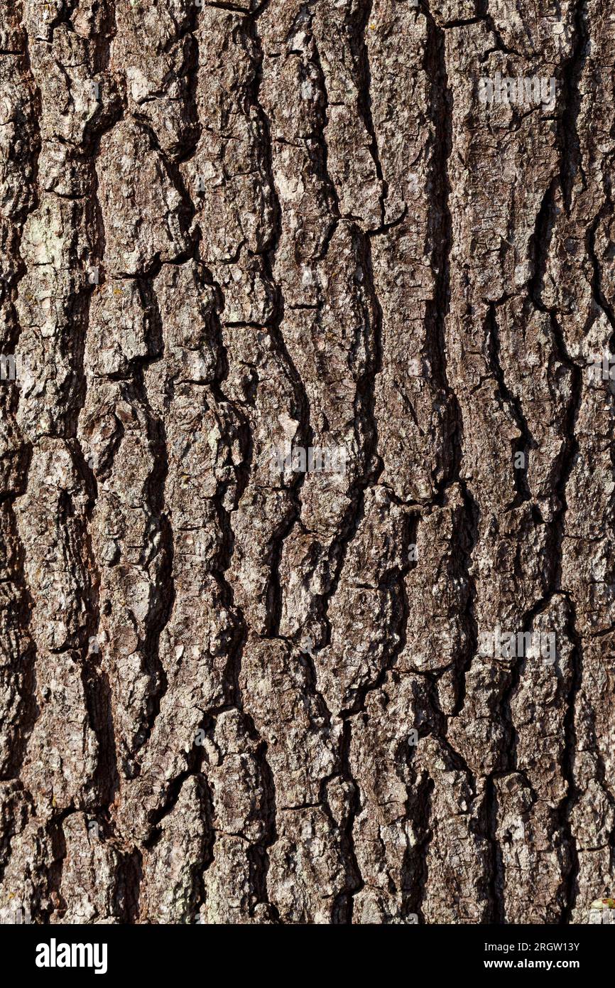 the structure of the tree bark, to protect the wood from insects and ...
