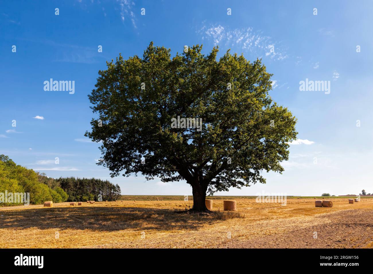 beautiful green oak and Golden straw after harvesting wheat grain ...