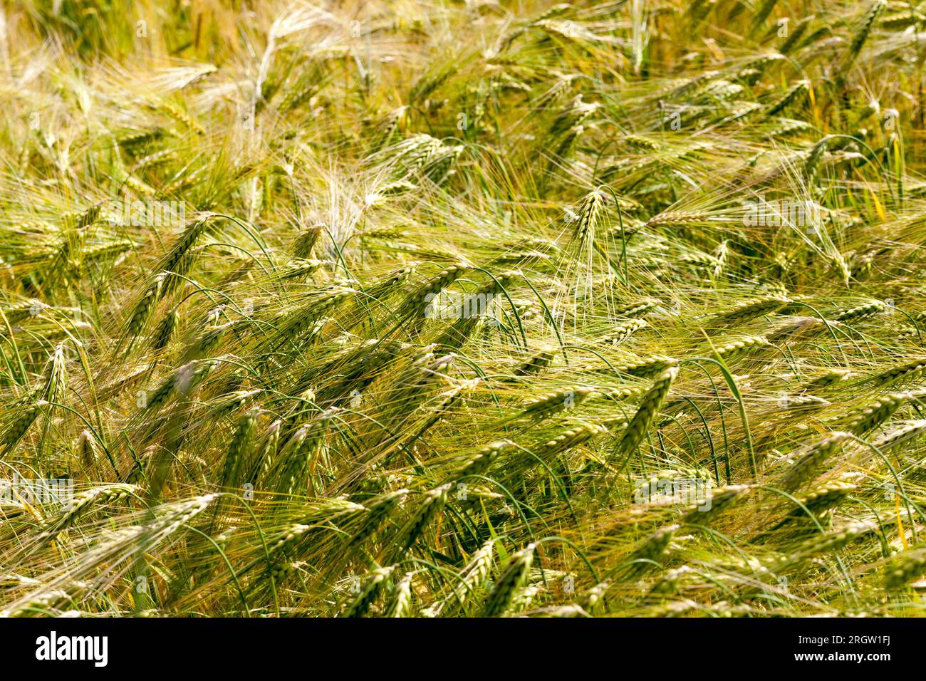 an agricultural field with rye, ripening rye changes color from green ...