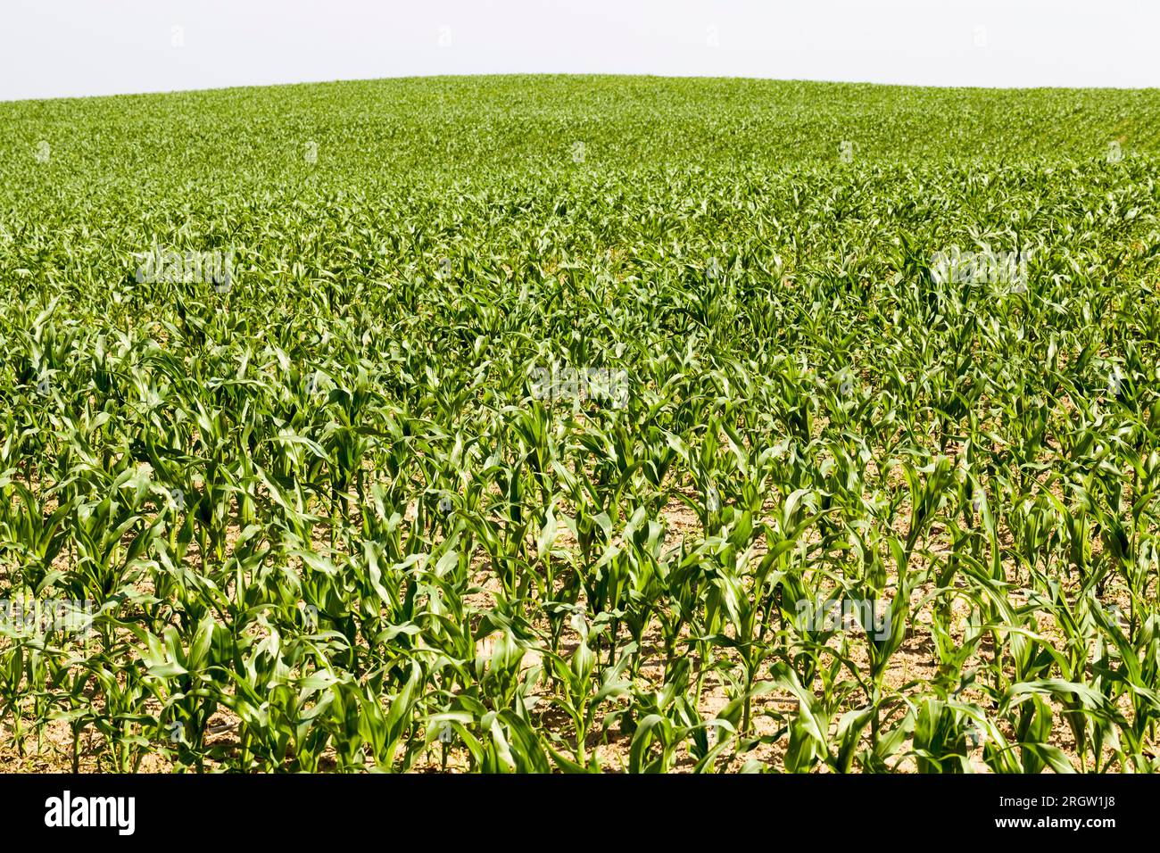 agricultural activities related to the cultivation of sweet corn ...