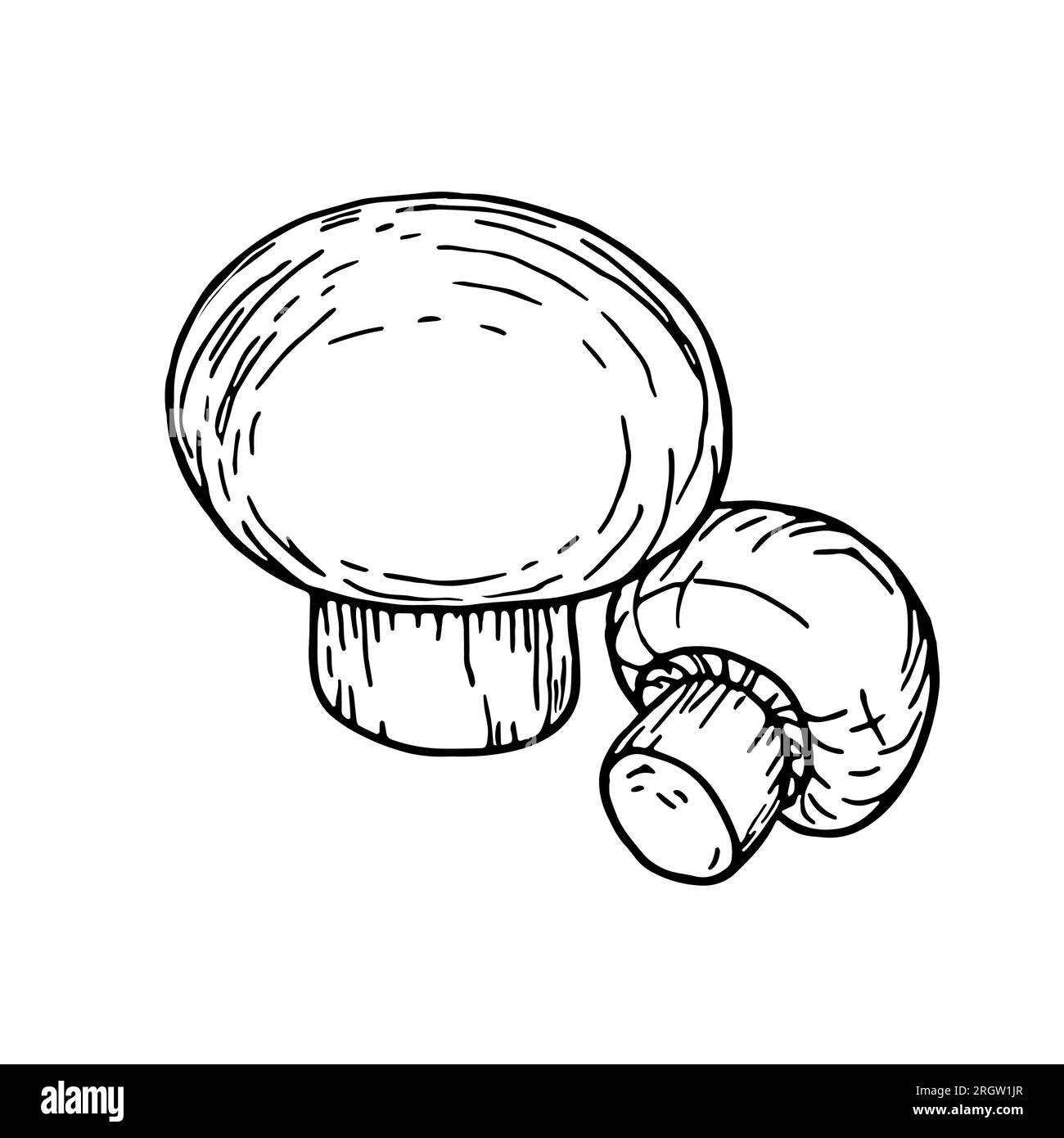 Champignons mushrooms, autumn doodle hand drawing illustration. Cut ...