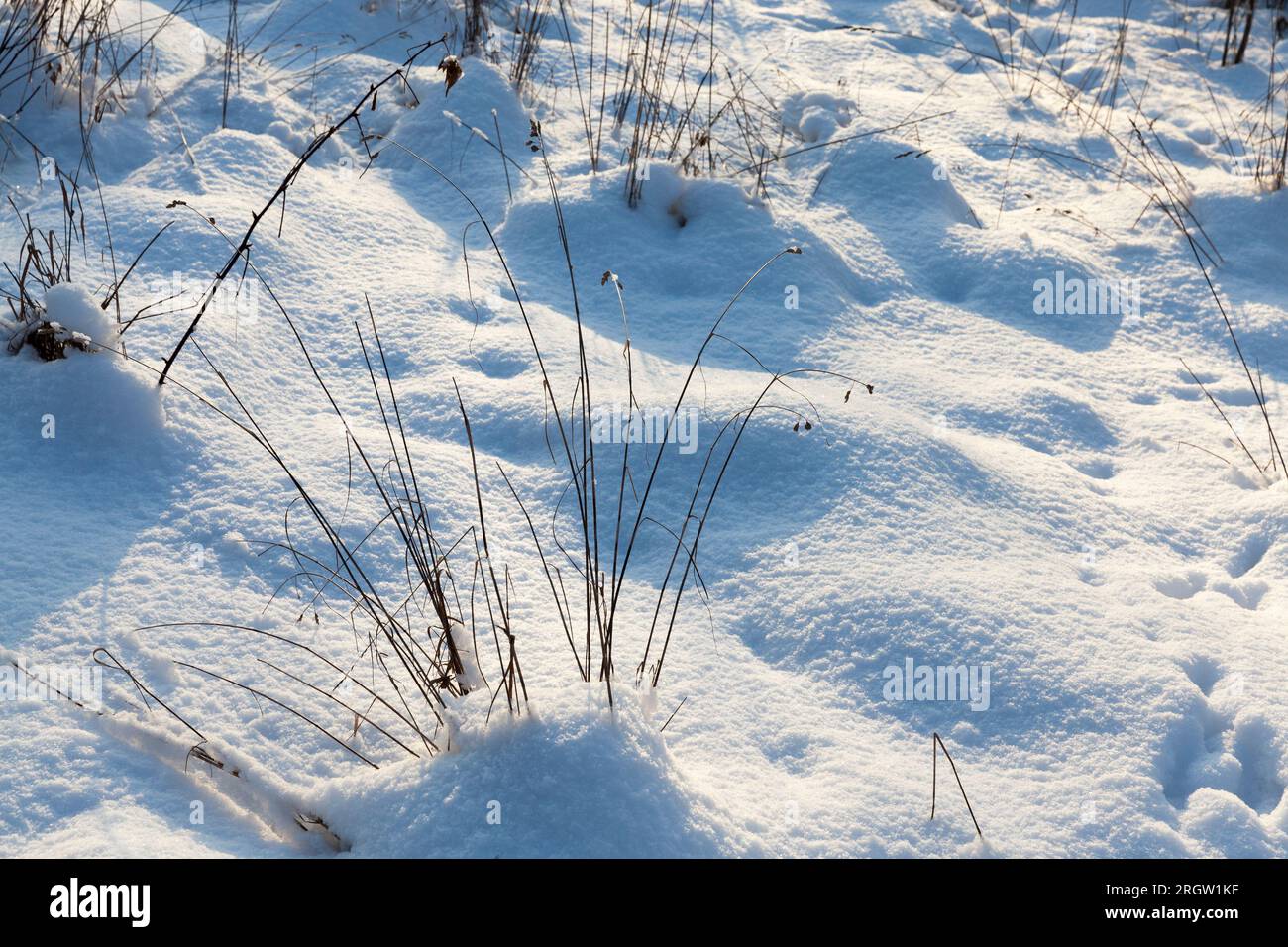 snow that fell during a snowfall and dry grass, snowfall in winter and ...