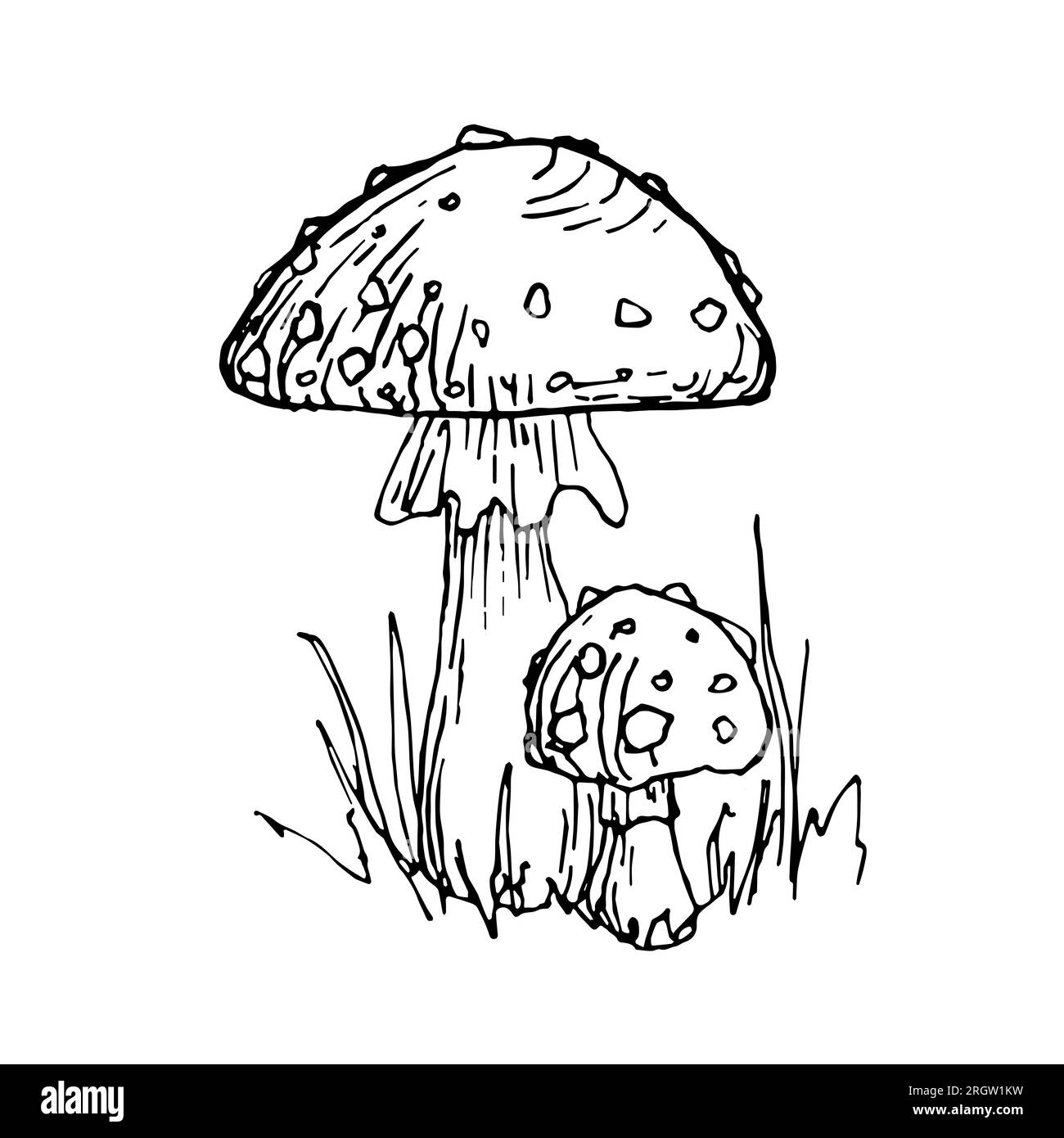 Fly agaric fungus in Black and White Stock Photos & Images - Alamy