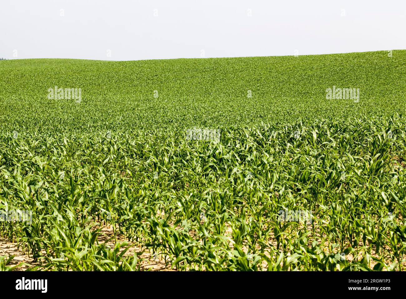 agricultural field where green corn grows , agriculture for obtaining ...