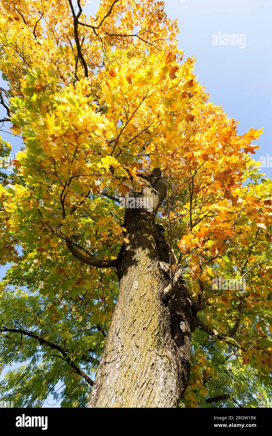 specifics of autumn nature on the example of trees and other plants ...