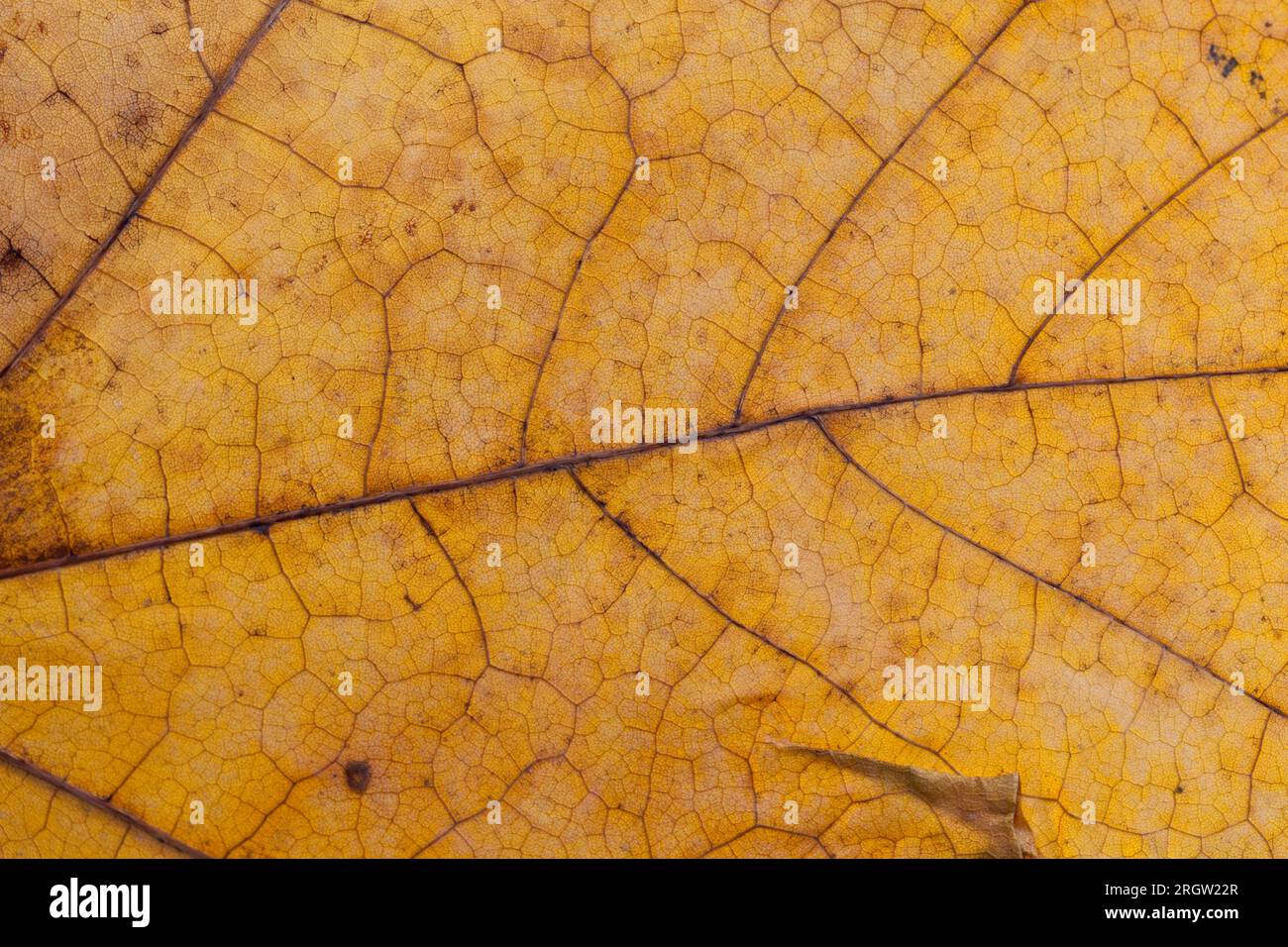 dry tree leaves, stacked together tree foliage dried for storage and ...