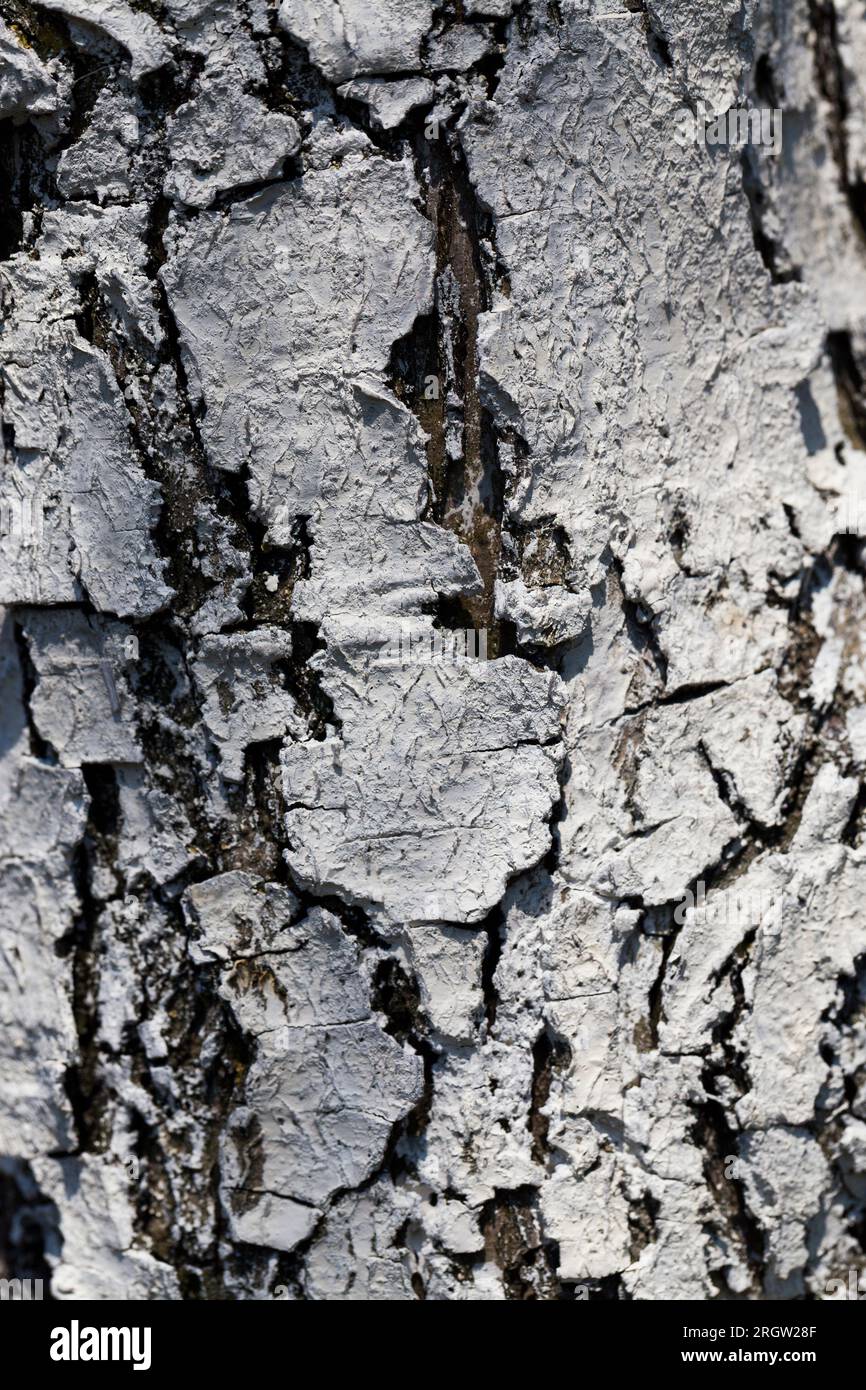 the structure of the tree bark, to protect the wood from insects and ...