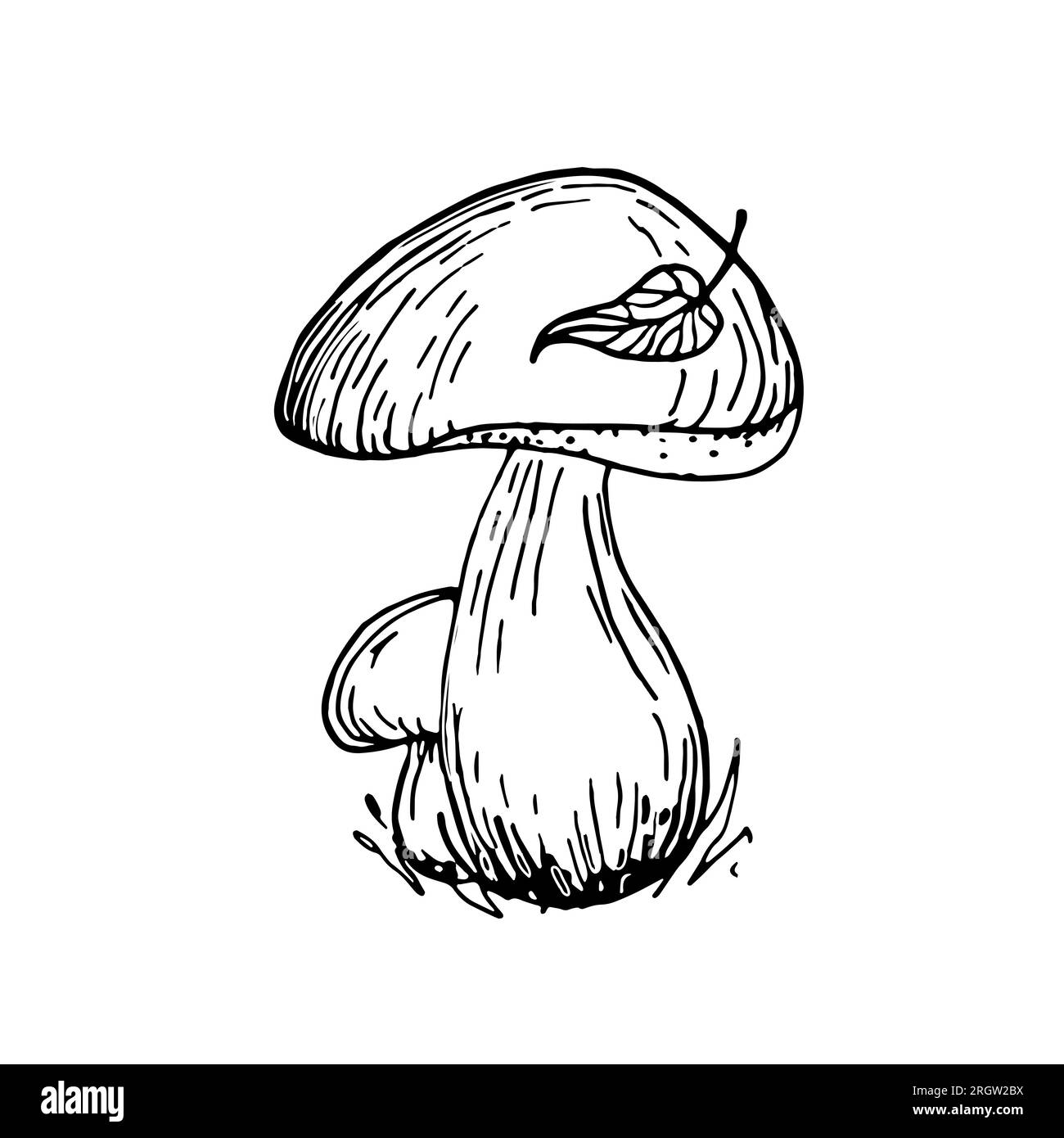 Hand drawn illust Black and White Stock Photos & Images - Alamy