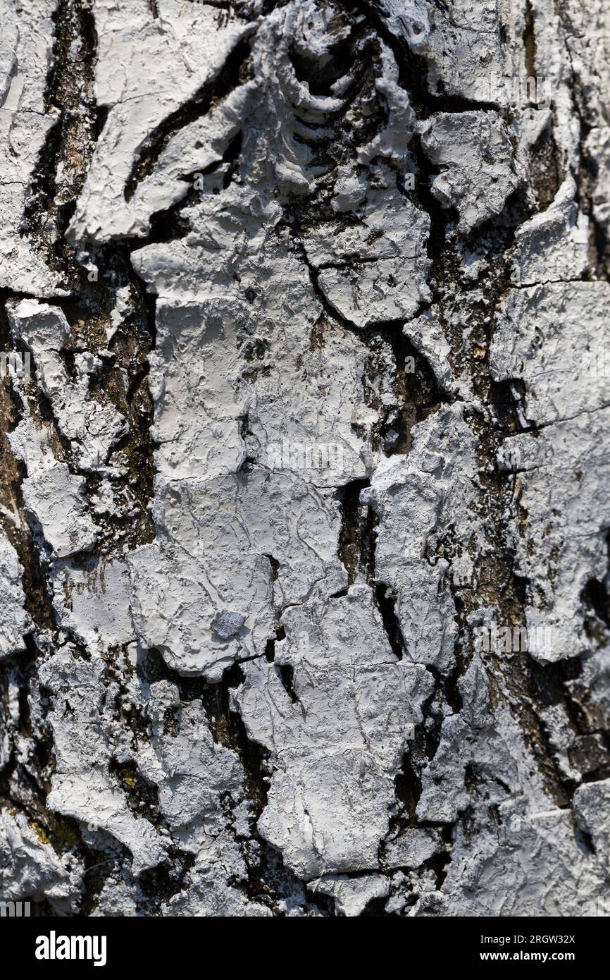 the structure of the tree bark, to protect the wood from insects and ...