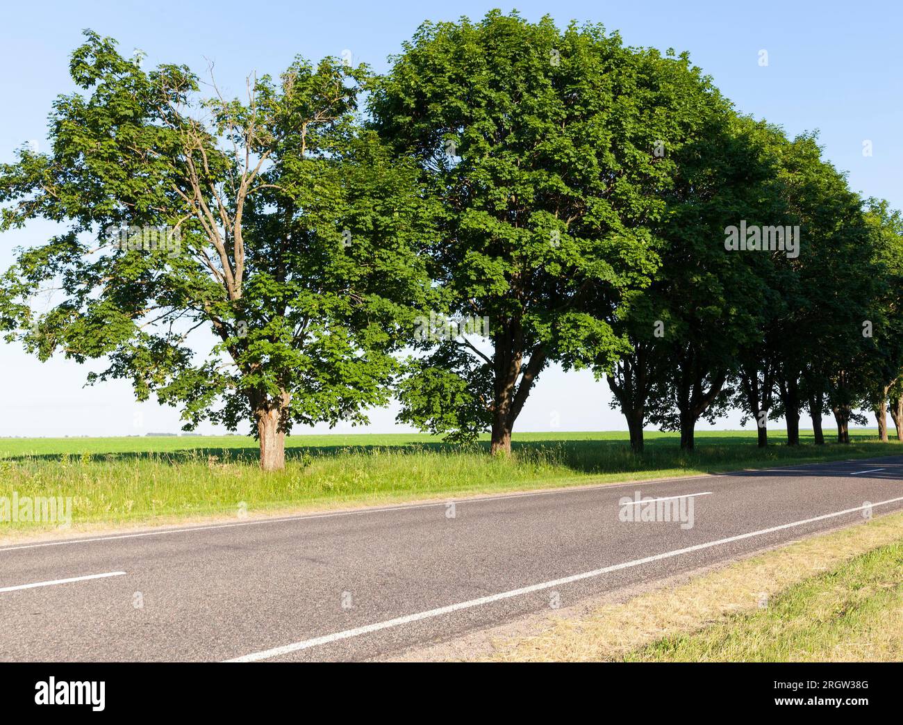 View along wide tree hi-res stock photography and images - Alamy